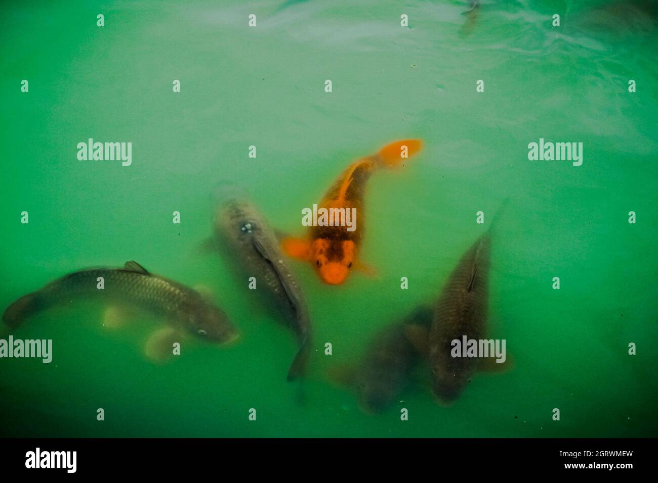 Green pond with koi fish Stock Photo - Alamy