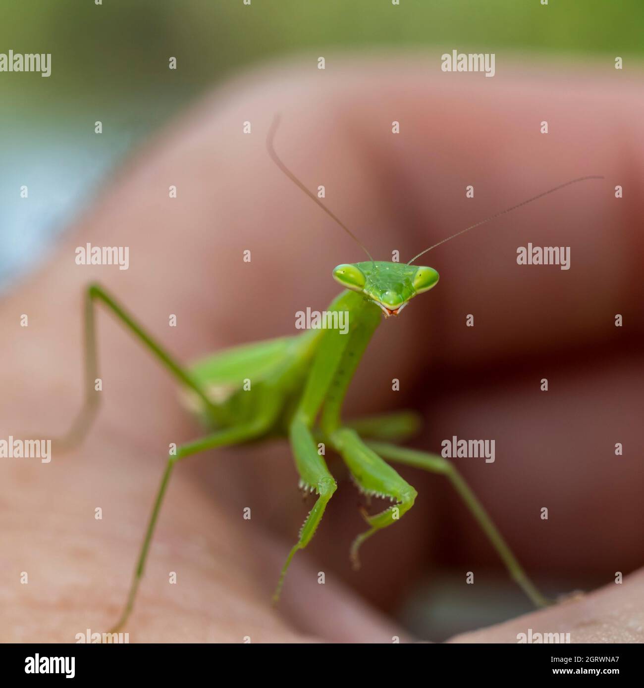 Praying mantis exoskeleton hi-res stock photography and images - Alamy