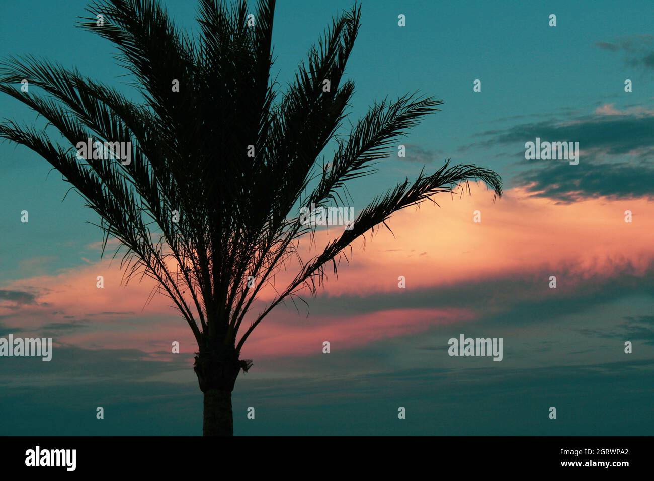 Exotic evening palm tree hi-res stock photography and images - Alamy