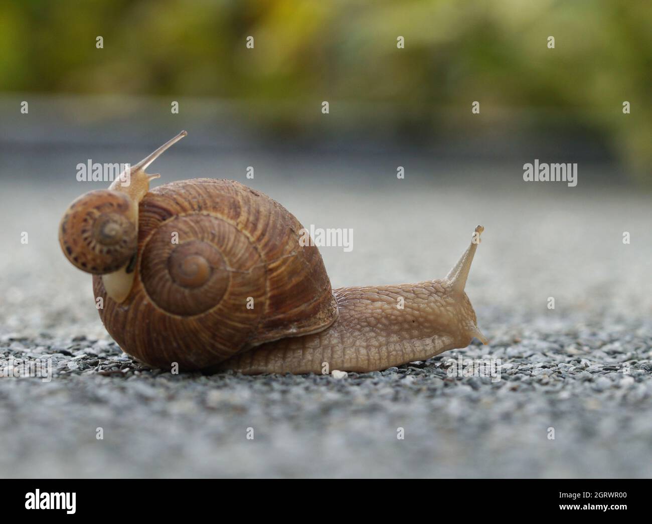 big snail carrying small snail, baby helix snail climbing mothers back ...