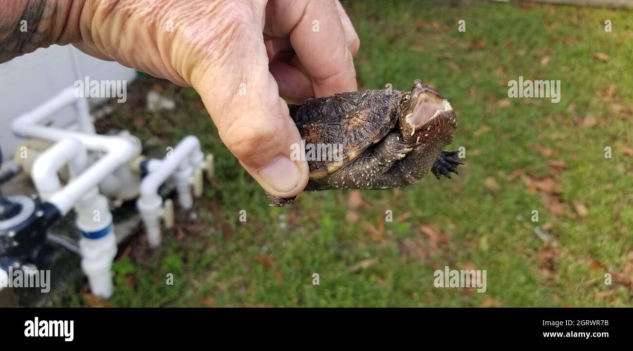 Snapping turtle one hi-res stock photography and images - Alamy