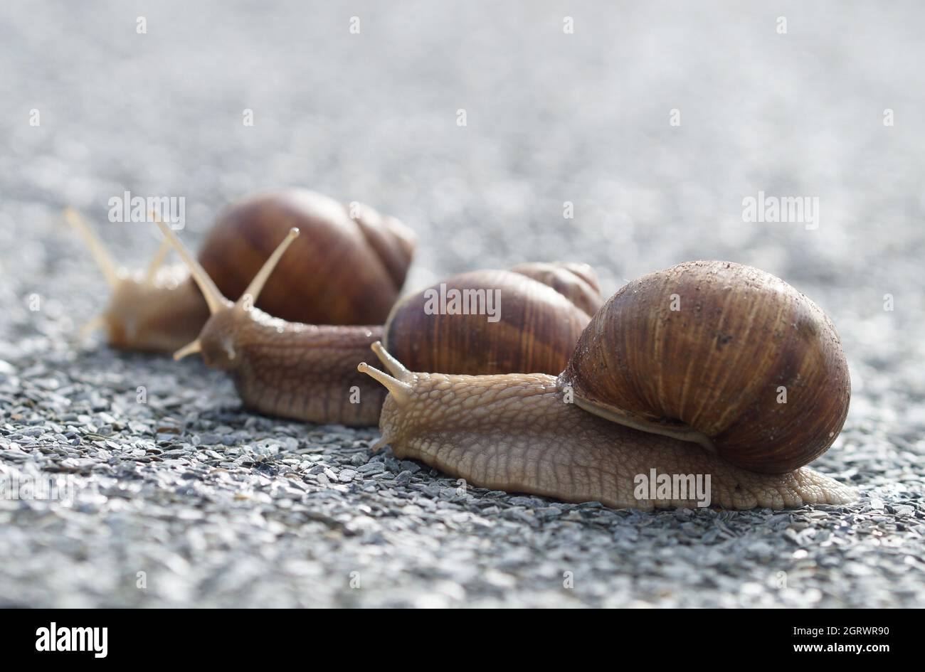 Group of snails hi-res stock photography and images - Alamy