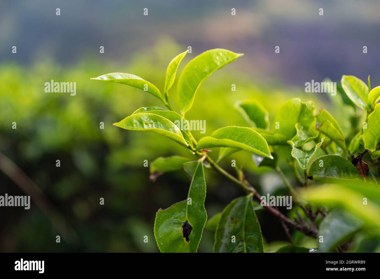 Fresh tea leaves closeup. Tea plantations Stock Photo - Alamy