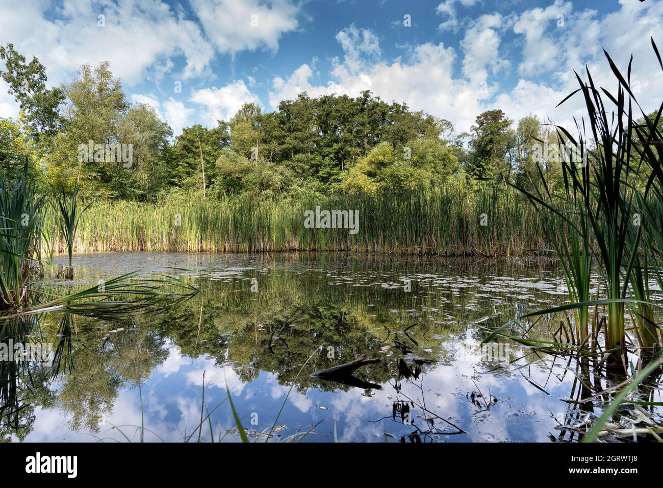 Tranquil landscape of a swamp in the woods Stock Photo - Alamy