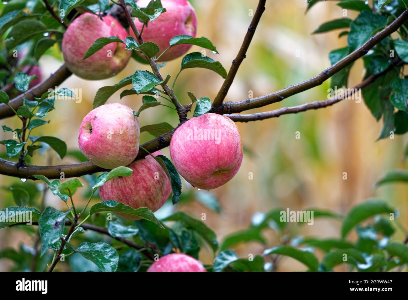 Rain in china trees hi-res stock photography and images - Alamy