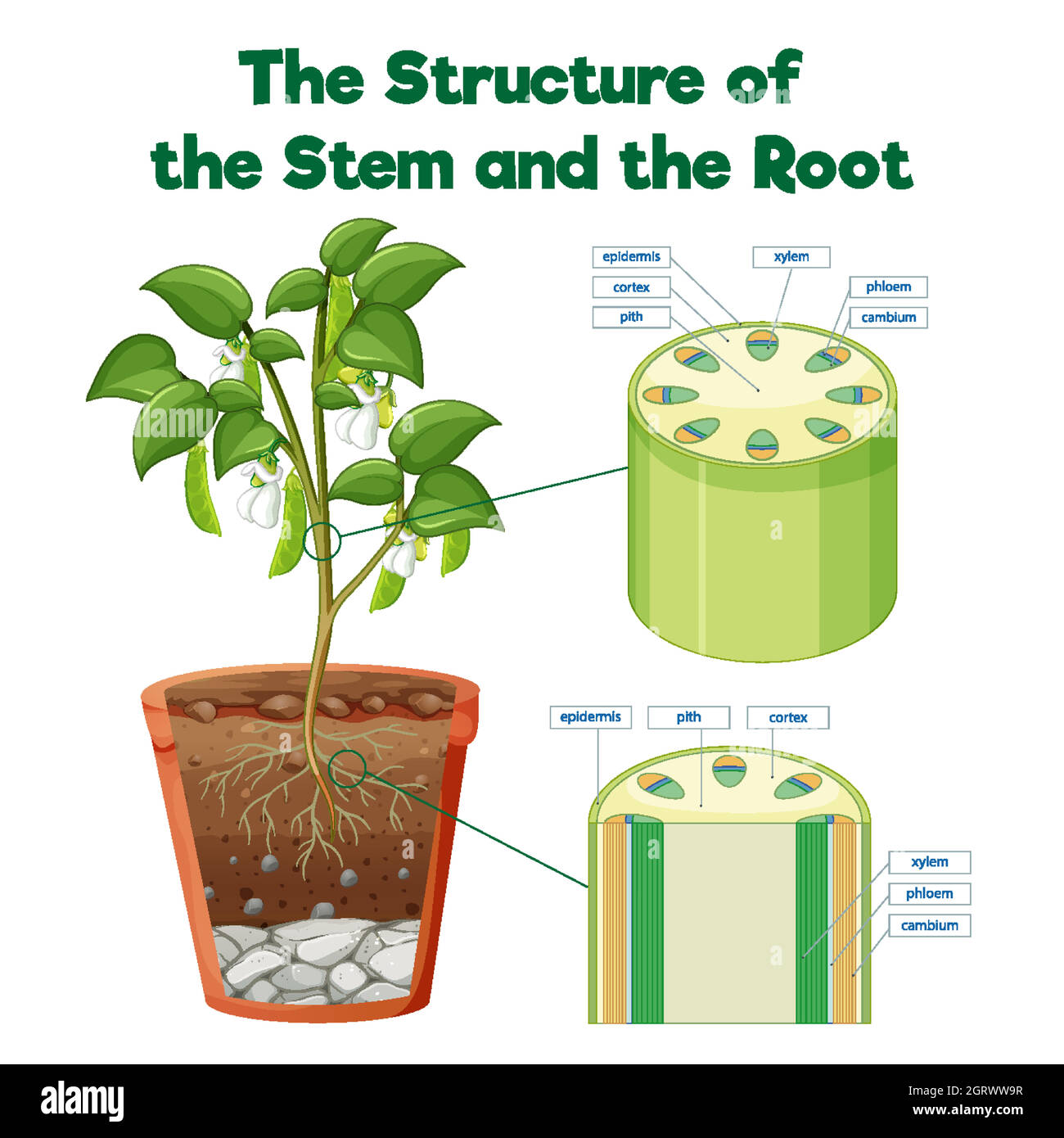 The Structure of the Stem and the Root Stock Vector Image & Art - Alamy
