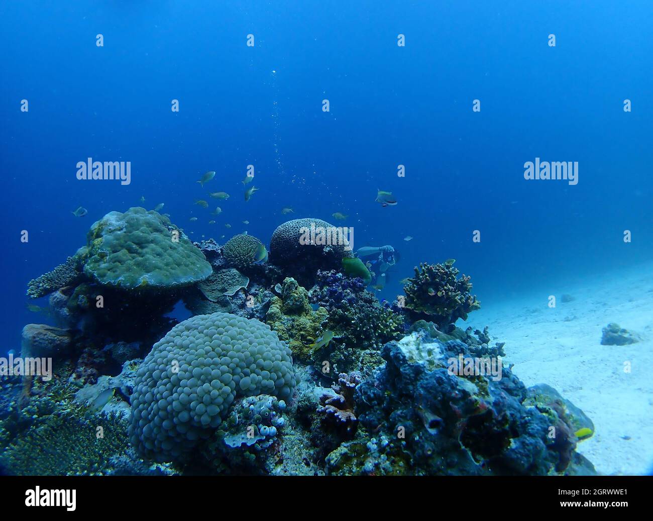 Underwater oasis hi-res stock photography and images - Alamy