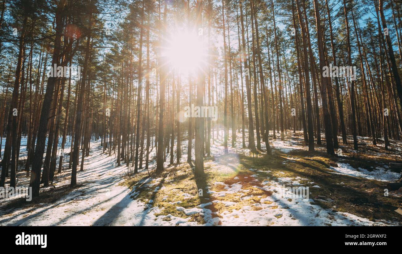 Beautiful Sunset Sun Sunshine In Sunny Early Spring Coniferous Forest ...