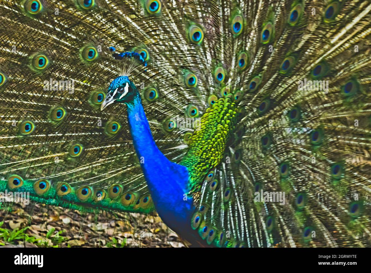 Peacock preening hi-res stock photography and images - Alamy