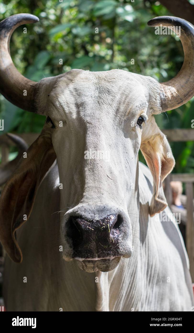 Part of an ox hi-res stock photography and images - Alamy