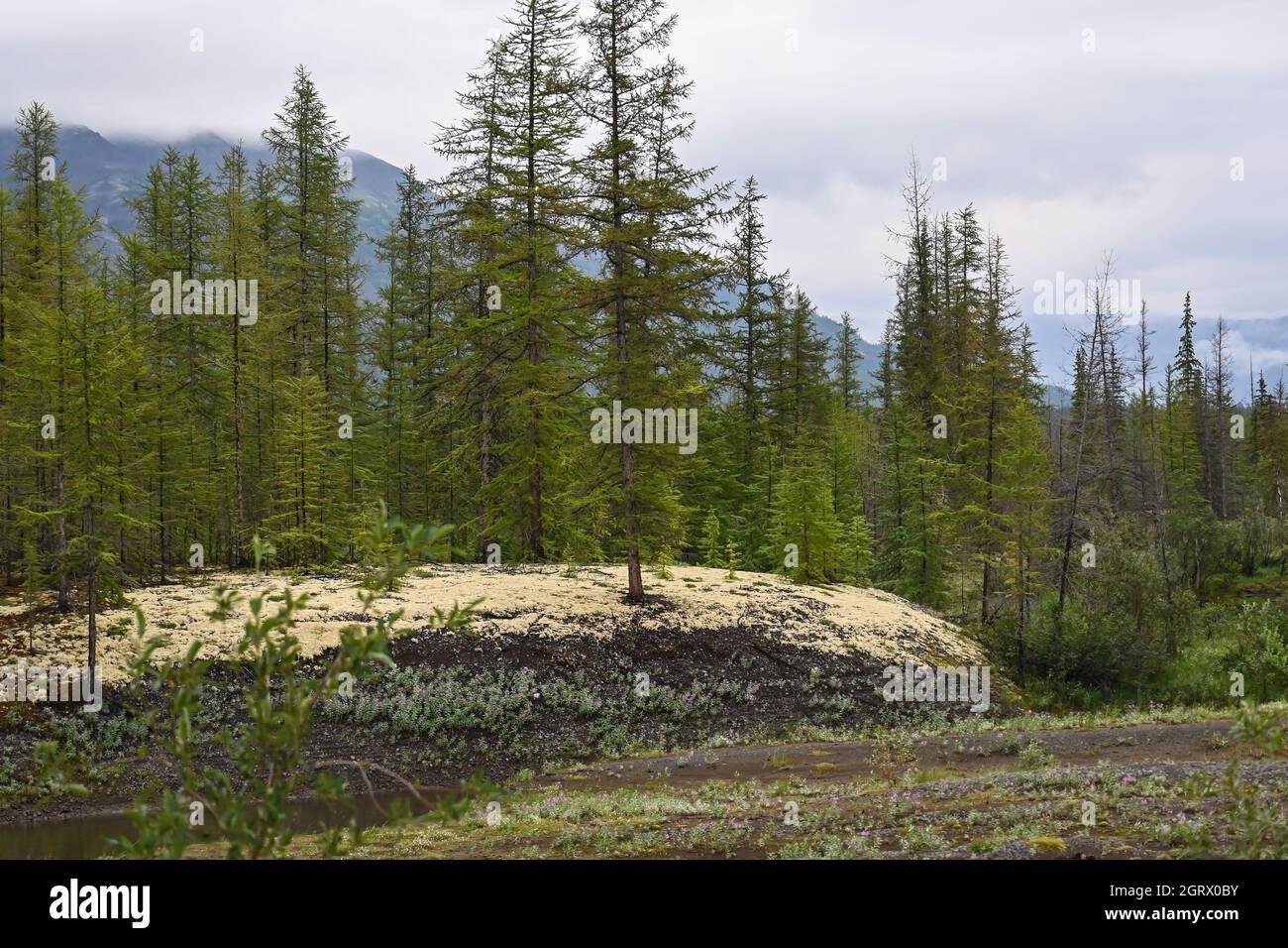 Mountain taiga on the Putorana plateau. Summer forest landscape in ...