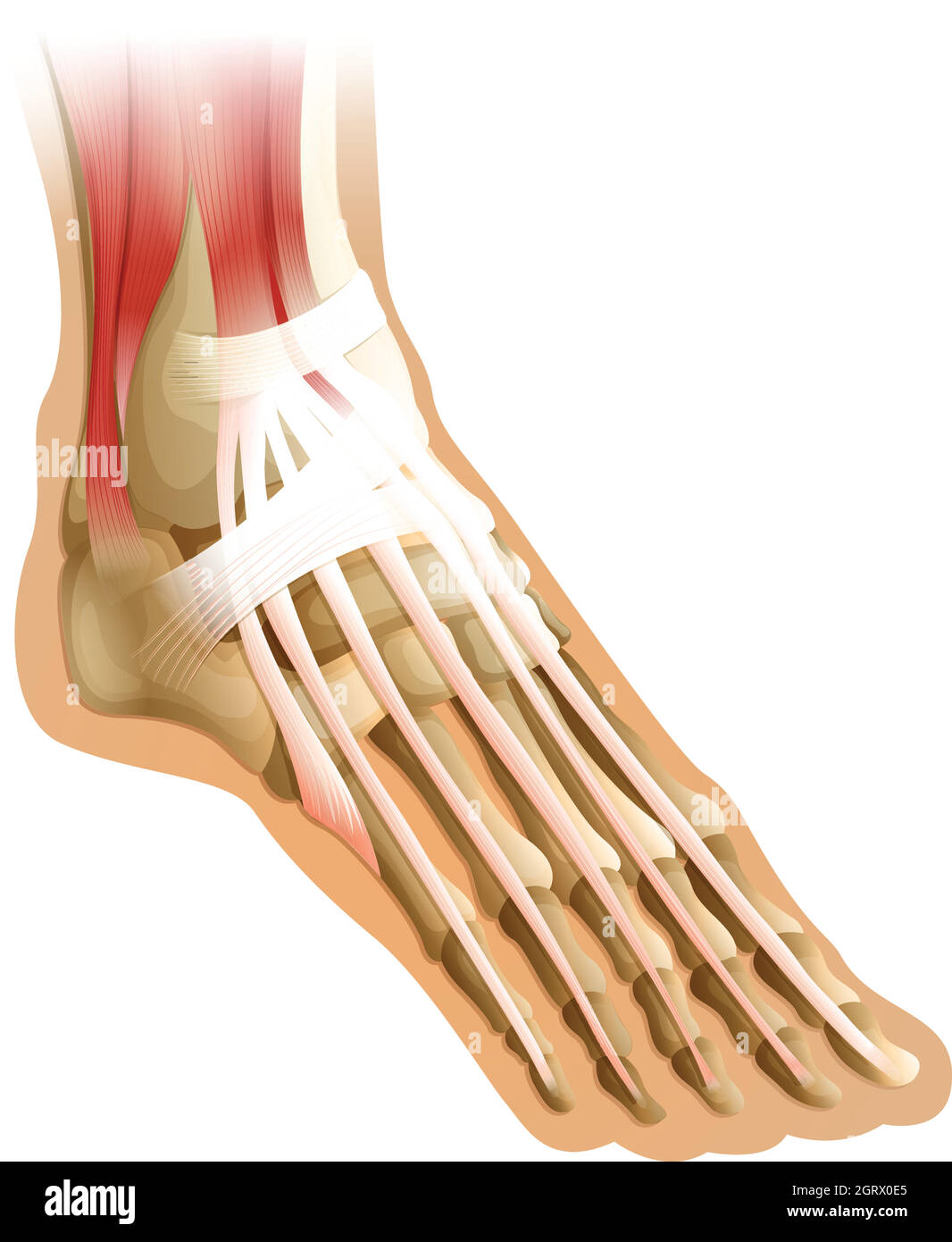 Human foot anatomy Cut Out Stock Images & Pictures - Alamy