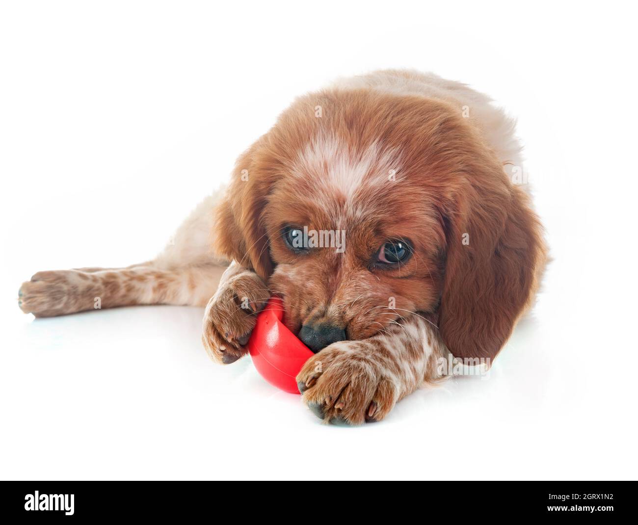 Red dog ball hi-res stock photography and images - Alamy