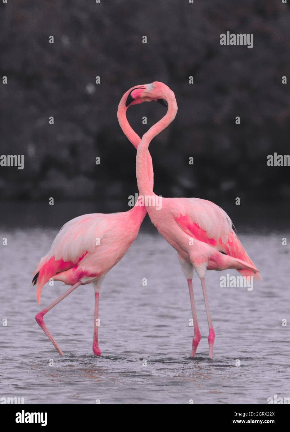 Two flamingos and heart hi-res stock photography and images - Alamy