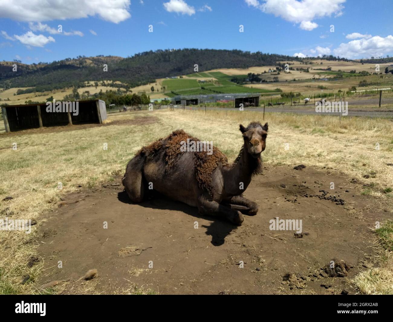 American camel hi-res stock photography and images - Alamy