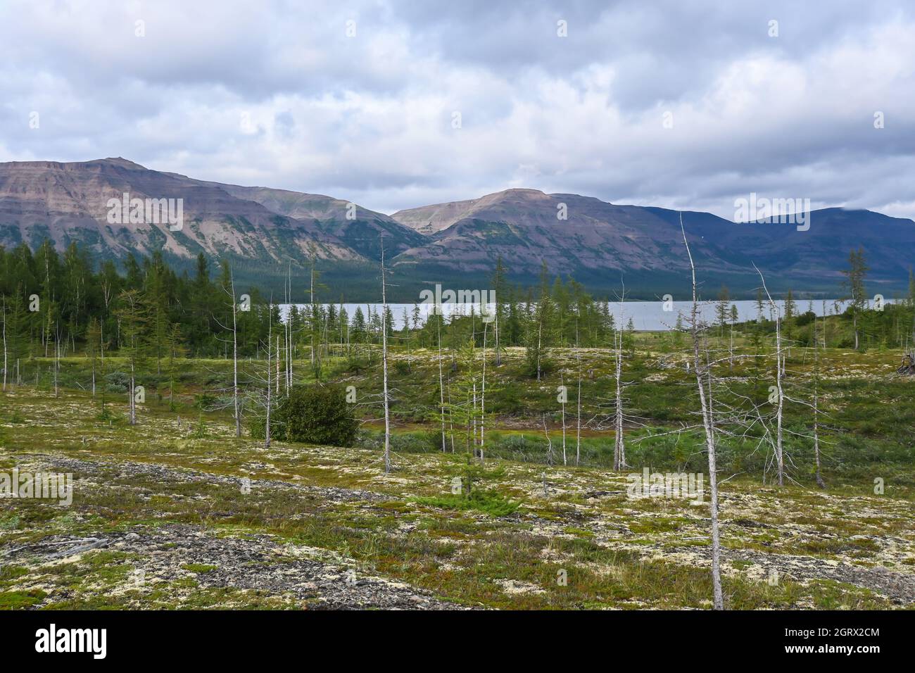 Taiga siberia view hi-res stock photography and images - Alamy