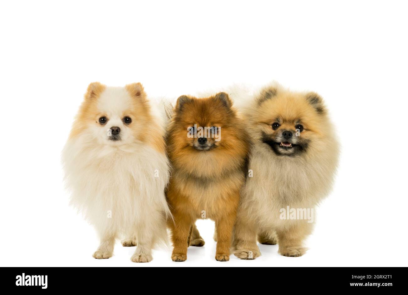 Cute dogs in row hi-res stock photography and images - Alamy