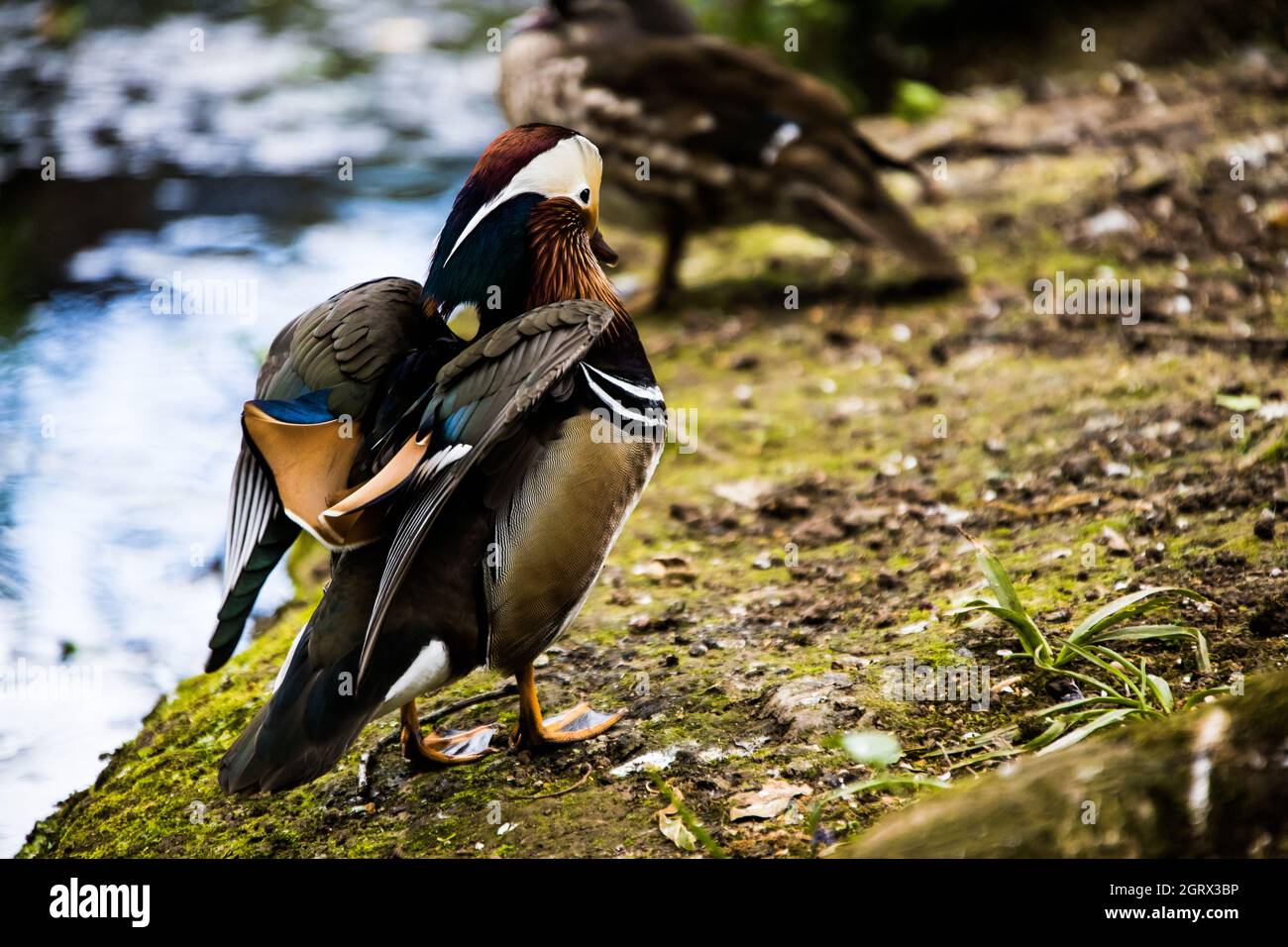 Mandarin duck stretching her wings hi-res stock photography and images ...