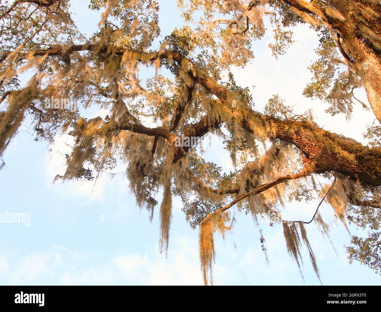 Vines on tree texture hi-res stock photography and images - Alamy