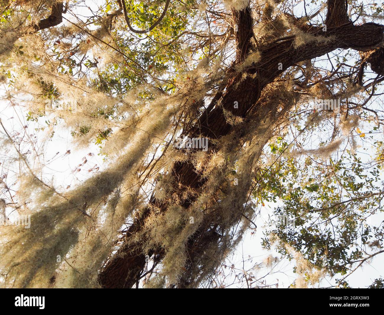 Trunk of large tree dripping with Spanish moss Stock Photo - Alamy