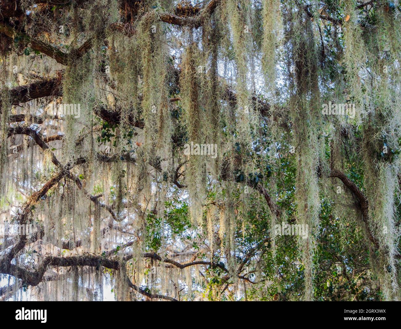 White Spanish moss hanging in threads from a web of tree branches ...