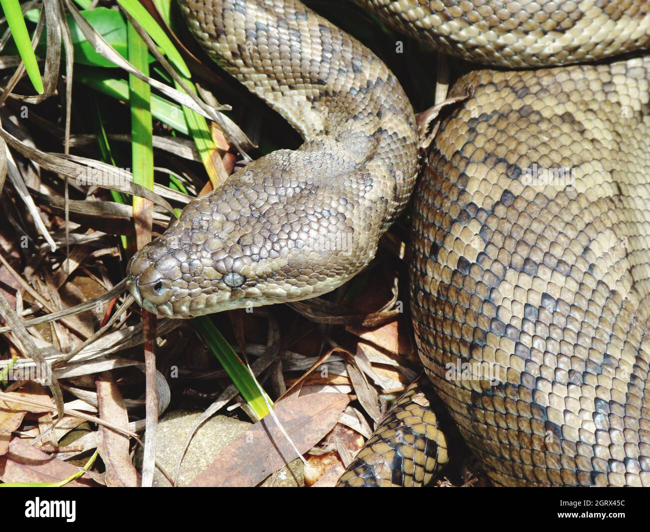 Snake carpet hi-res stock photography and images - Alamy
