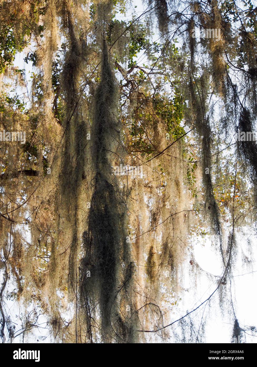Spanish moss draped over tree branches in southern Florida Stock Photo ...