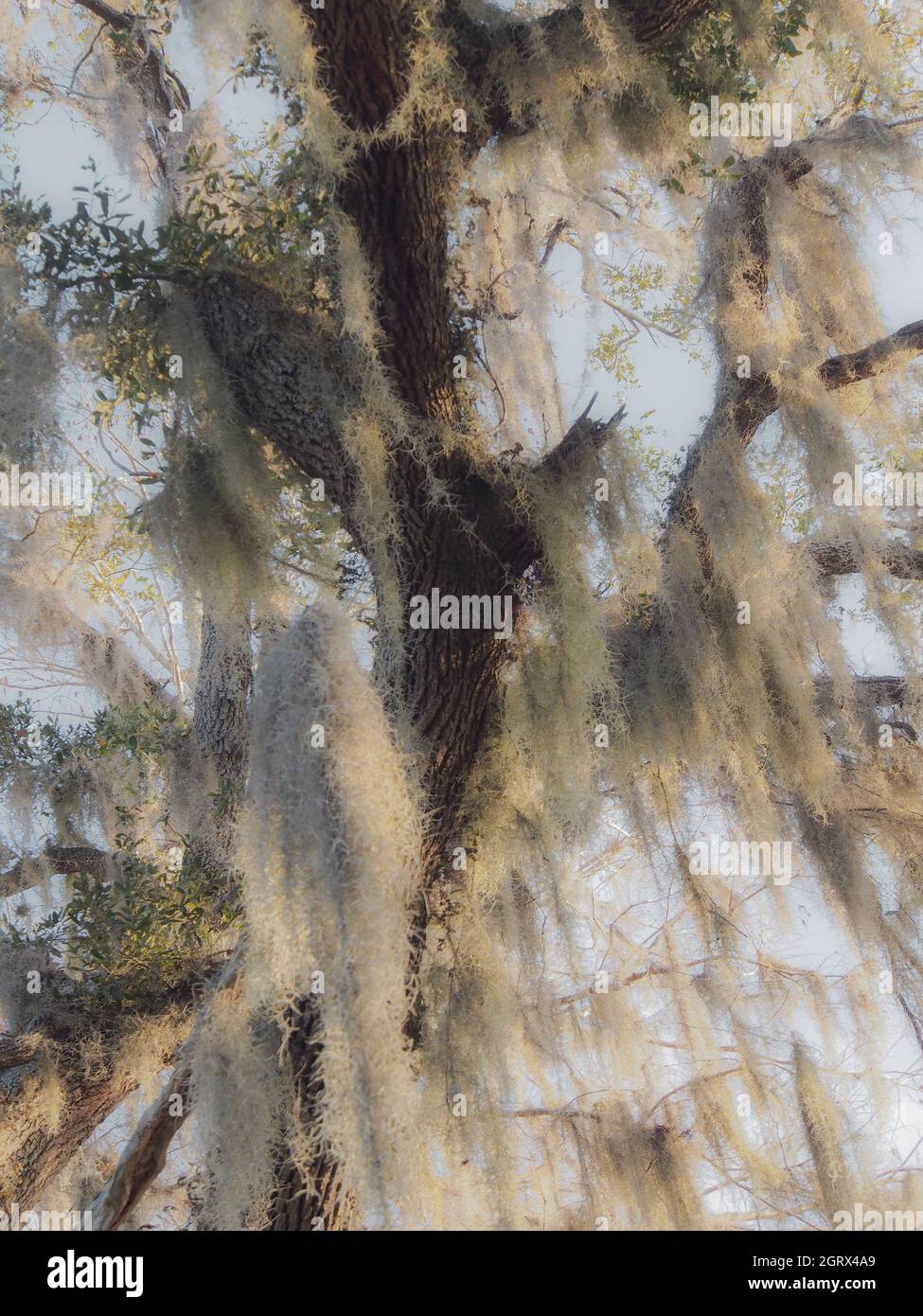 Fluffy Spanish moss like cotton, growing on tree trunk Stock Photo - Alamy