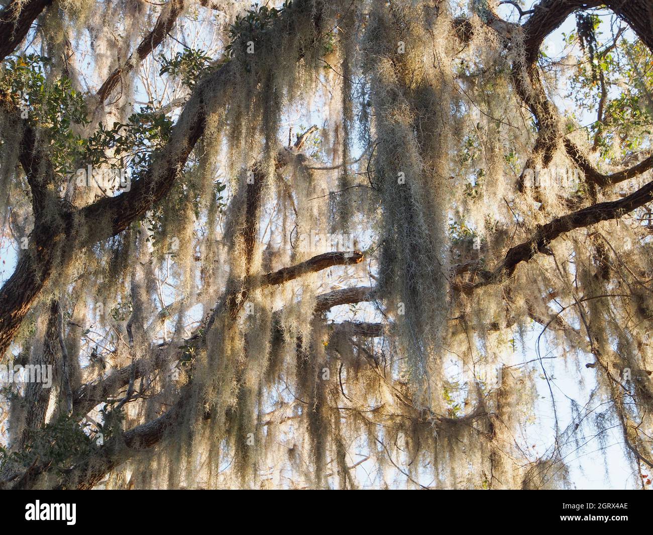 Overlaid branches with Spanish moss hanging down Stock Photo - Alamy