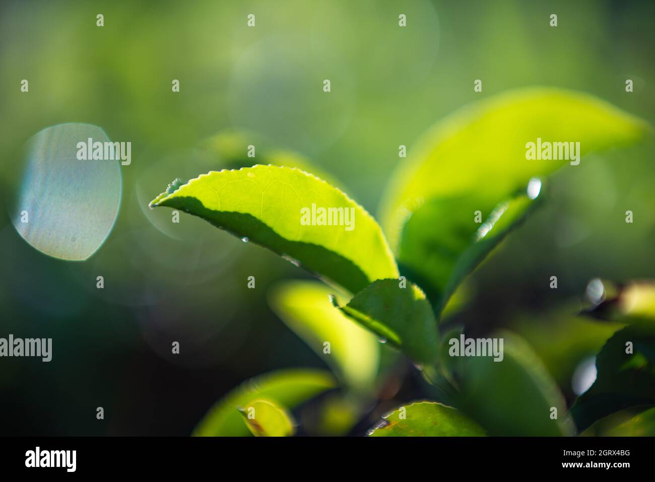 Tea leaves. Close up Green Tea Leaves shoots in a tea plantation at ...