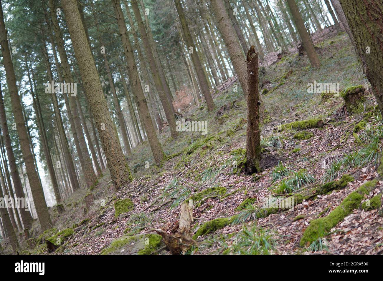 Eerie view of the tall tree trunks in the woods Stock Photo - Alamy