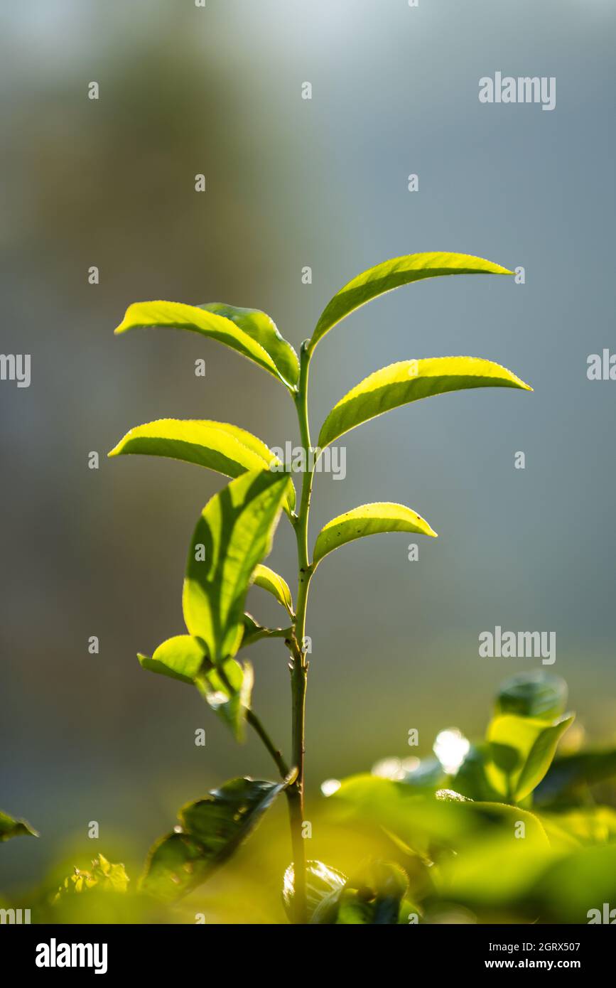 Fresh tea leaves closeup. Tea plantations Stock Photo - Alamy
