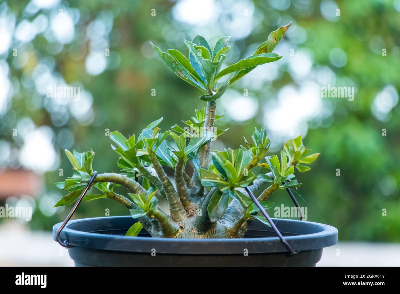 Marijuana bonsai hi-res stock photography and images - Alamy