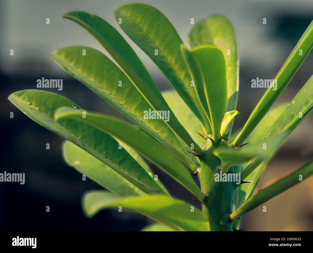 Bengal language hi-res stock photography and images - Alamy