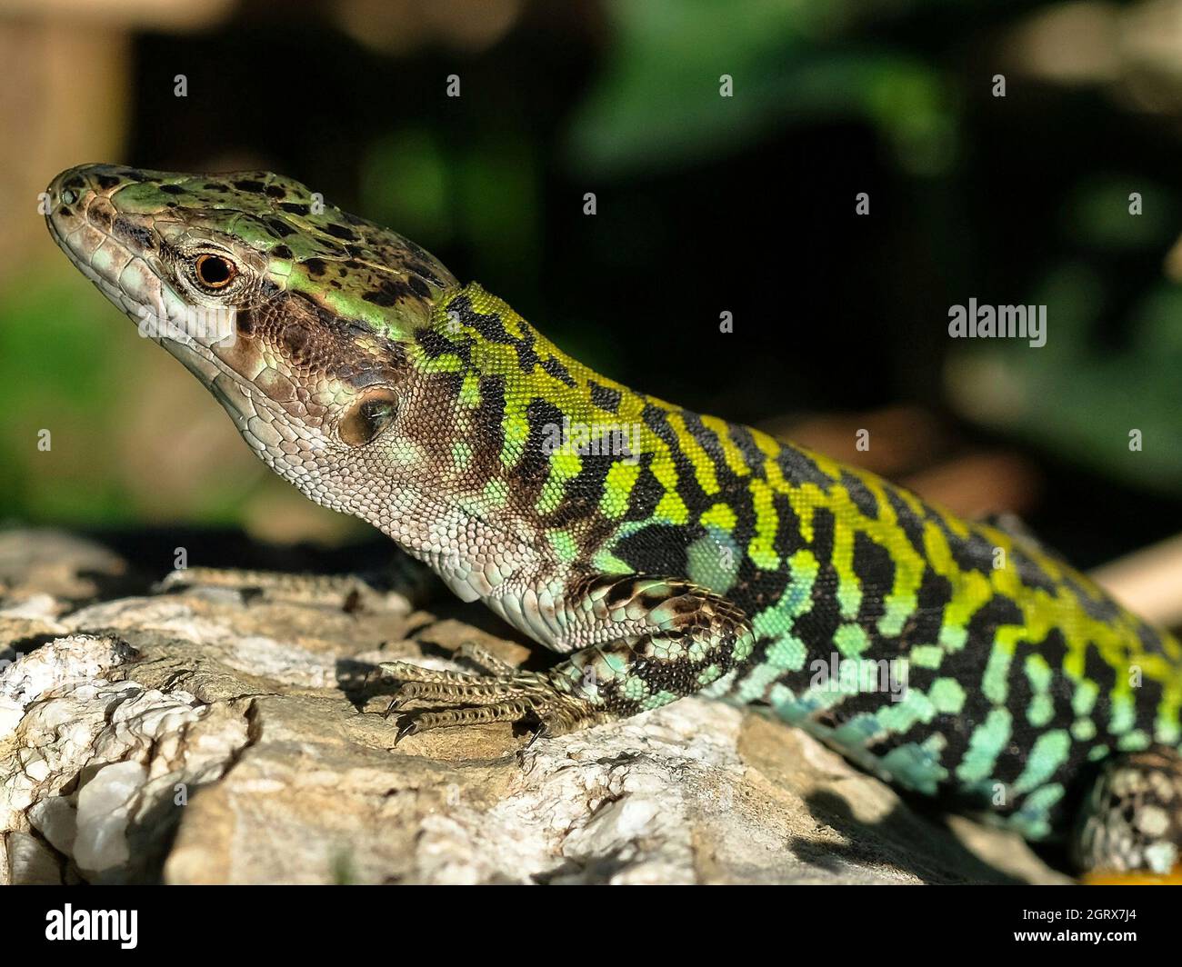 Wild Italian Lizard On Rock Surface, Skin Details Stock Photo - Alamy