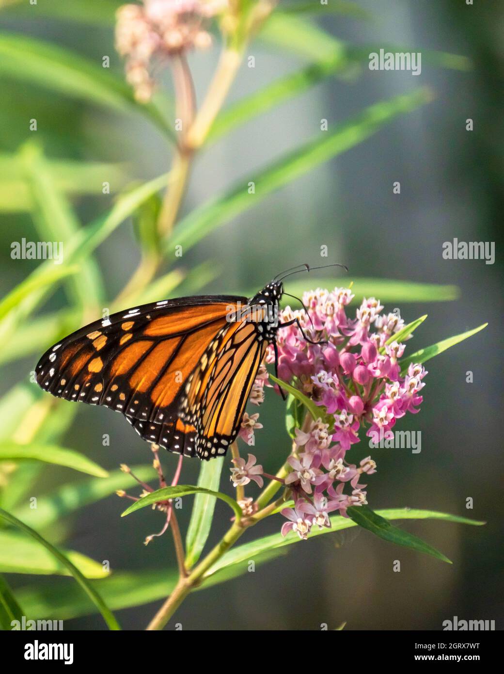 Butterfly proboscis milkweed hi-res stock photography and images - Alamy