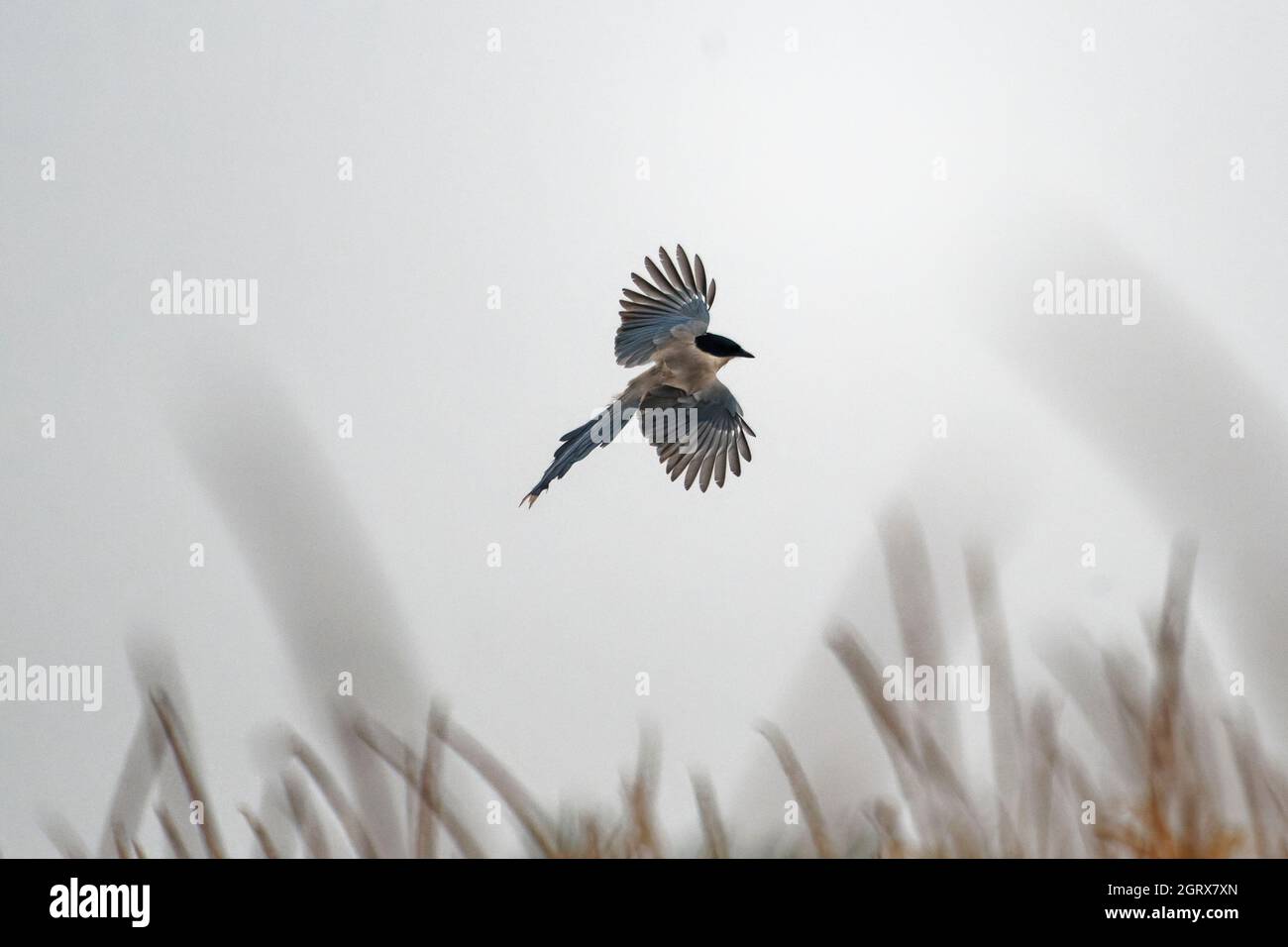 azure winged magpie taking off wings out stretched Stock Photo - Alamy