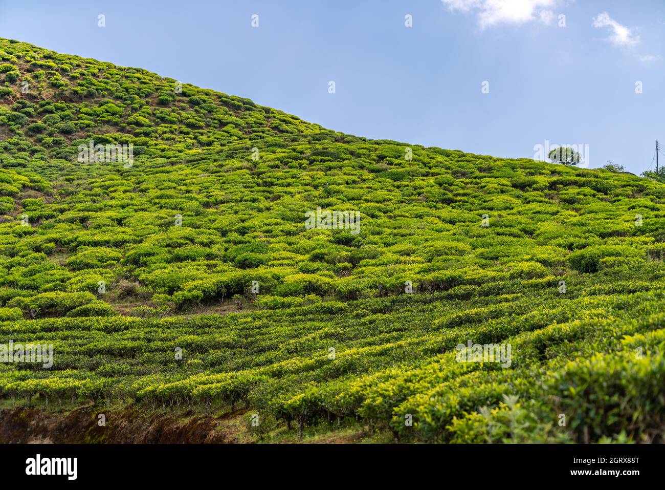 Beautiful view landscape tea hi-res stock photography and images - Alamy