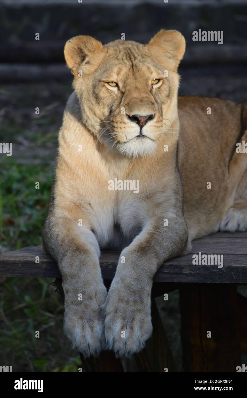 Female lion portrait hi-res stock photography and images - Alamy