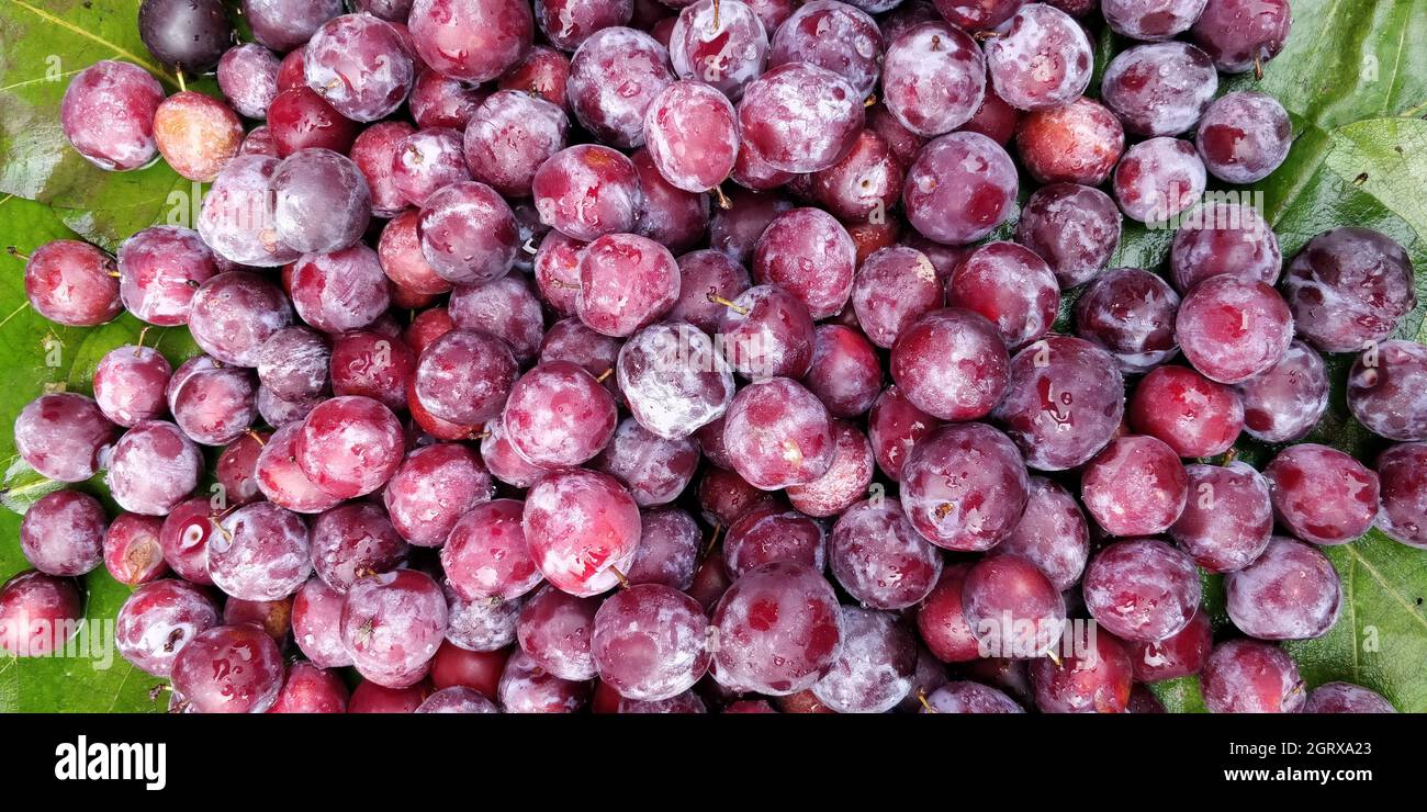 Falsa hi-res stock photography and images - Alamy