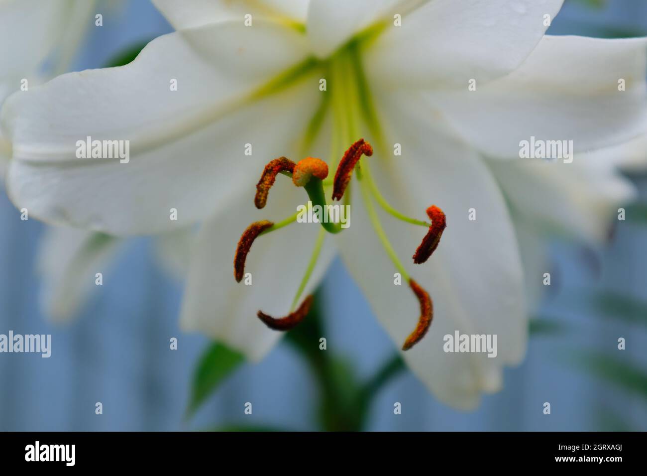 Selective focus: white lily flower, close up. Macro brown-orange ...
