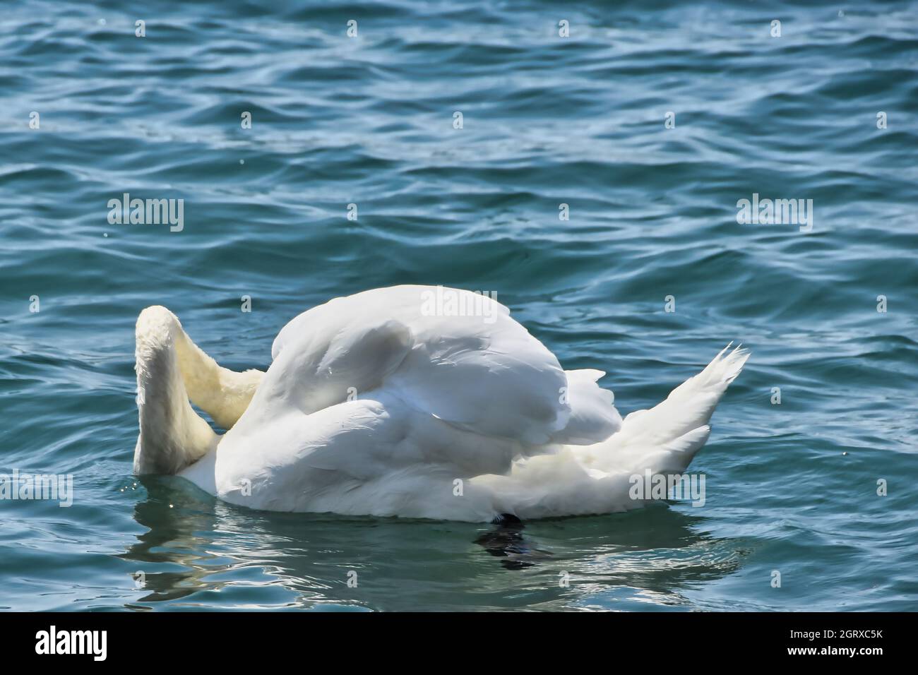 single swan swimming in the water Stock Photo - Alamy