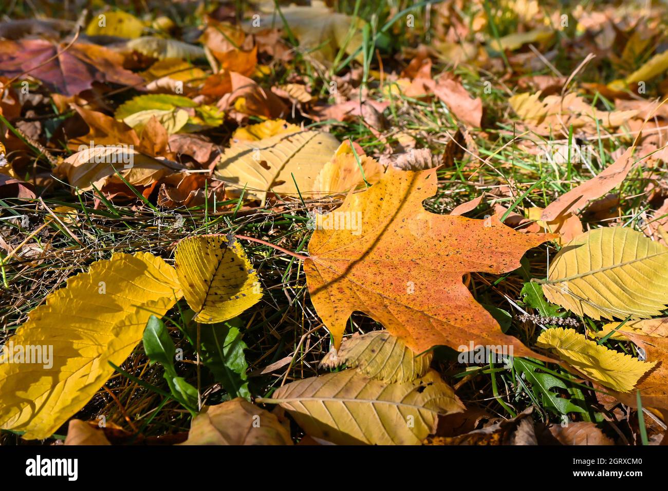 Fallen leaves. Autumn background, leaves on the ground Stock Photo - Alamy
