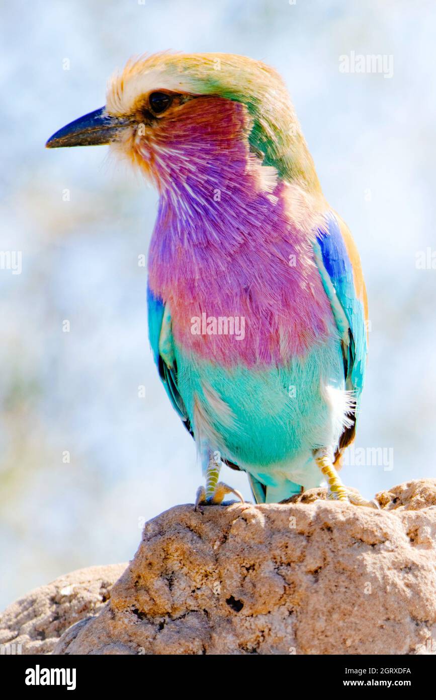 Perchin hi-res stock photography and images - Alamy