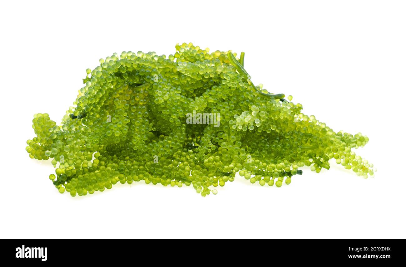 Caulerpa Lentillifera High Resolution Stock Photography and Images - Alamy
