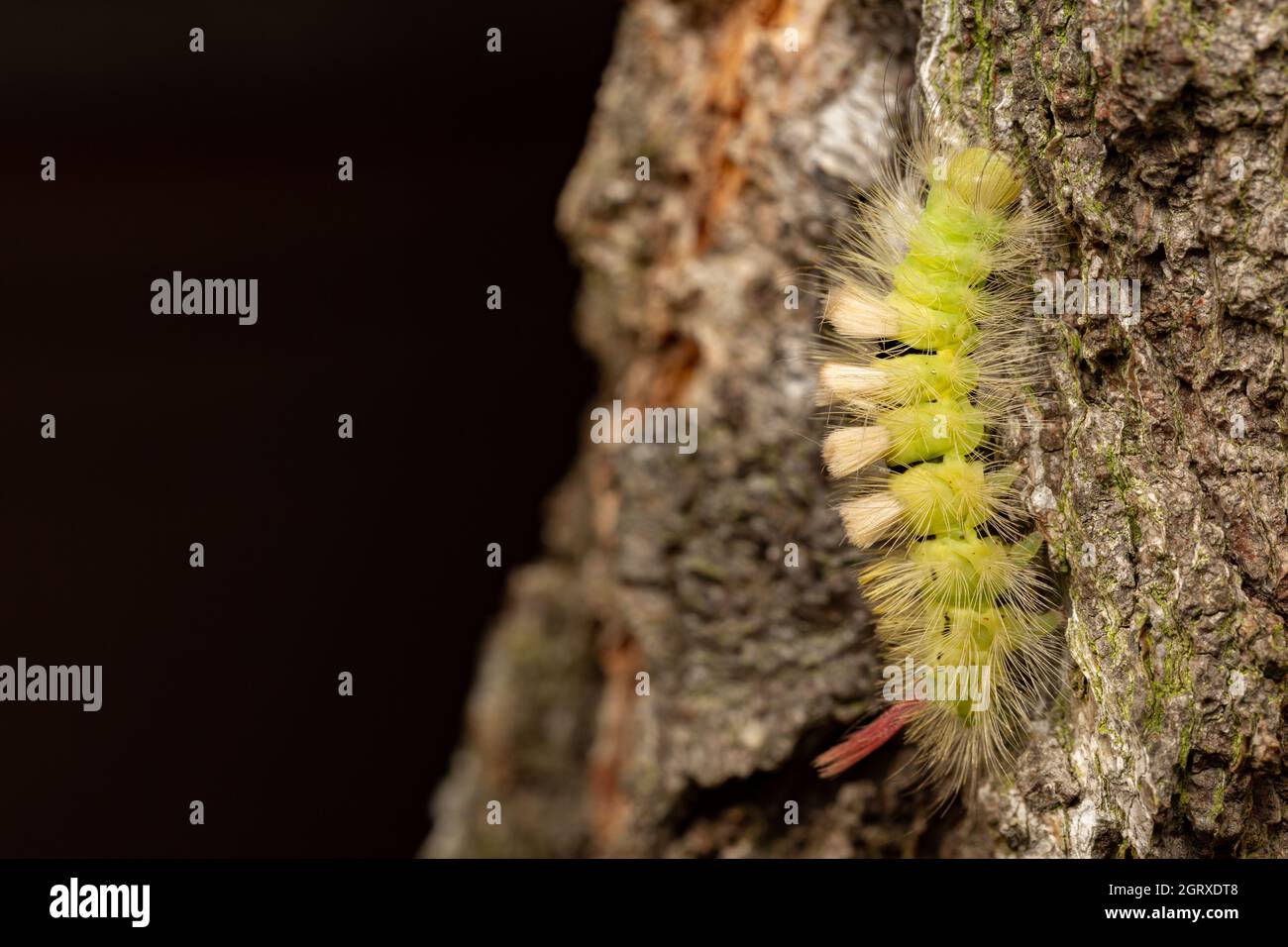 Caterpillar of the Pale Tussock Moth (Calliteara pudibunda Stock Photo ...
