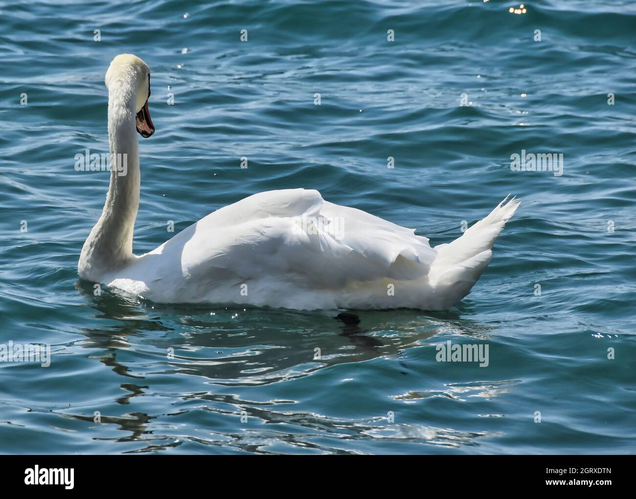 single swan swimming in the water Stock Photo - Alamy
