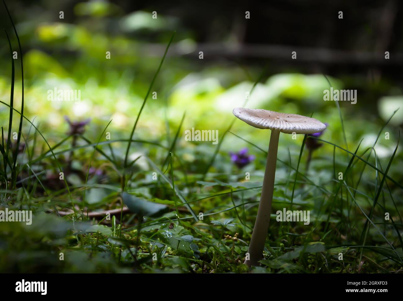Macro_world hi-res stock photography and images - Alamy
