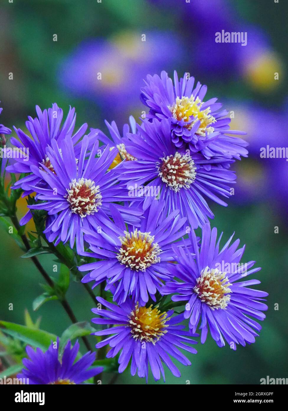 Michaelmas daisies hi-res stock photography and images - Alamy