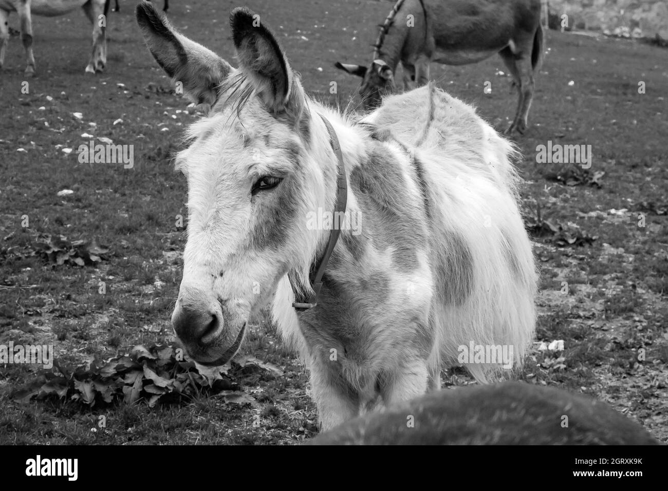 Sidmouth donkey hi-res stock photography and images - Alamy